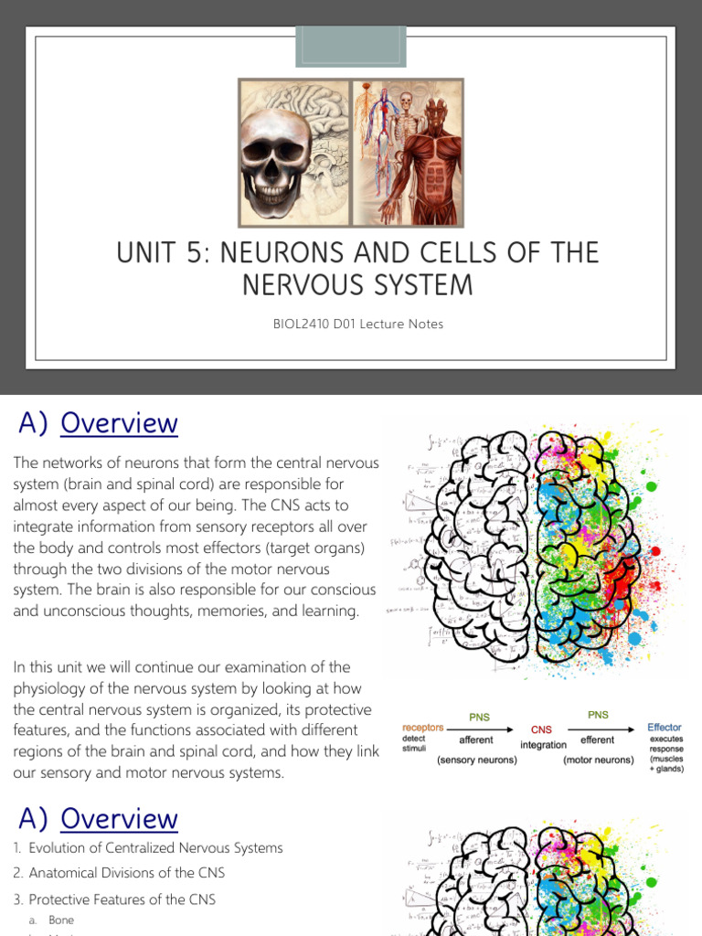 Unit 5 Notes - The Central Nervous System | PDF | Central Nervous ...