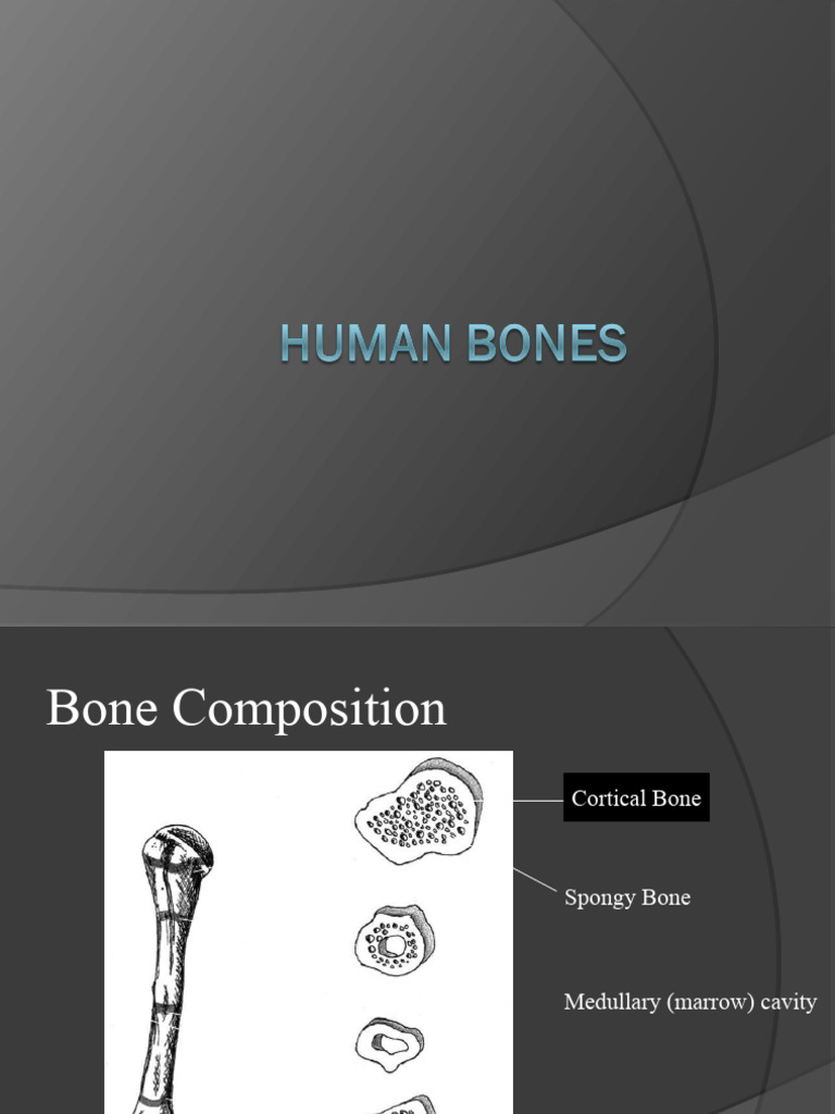 Human Bones | PDF | Vertebral Column | Bone