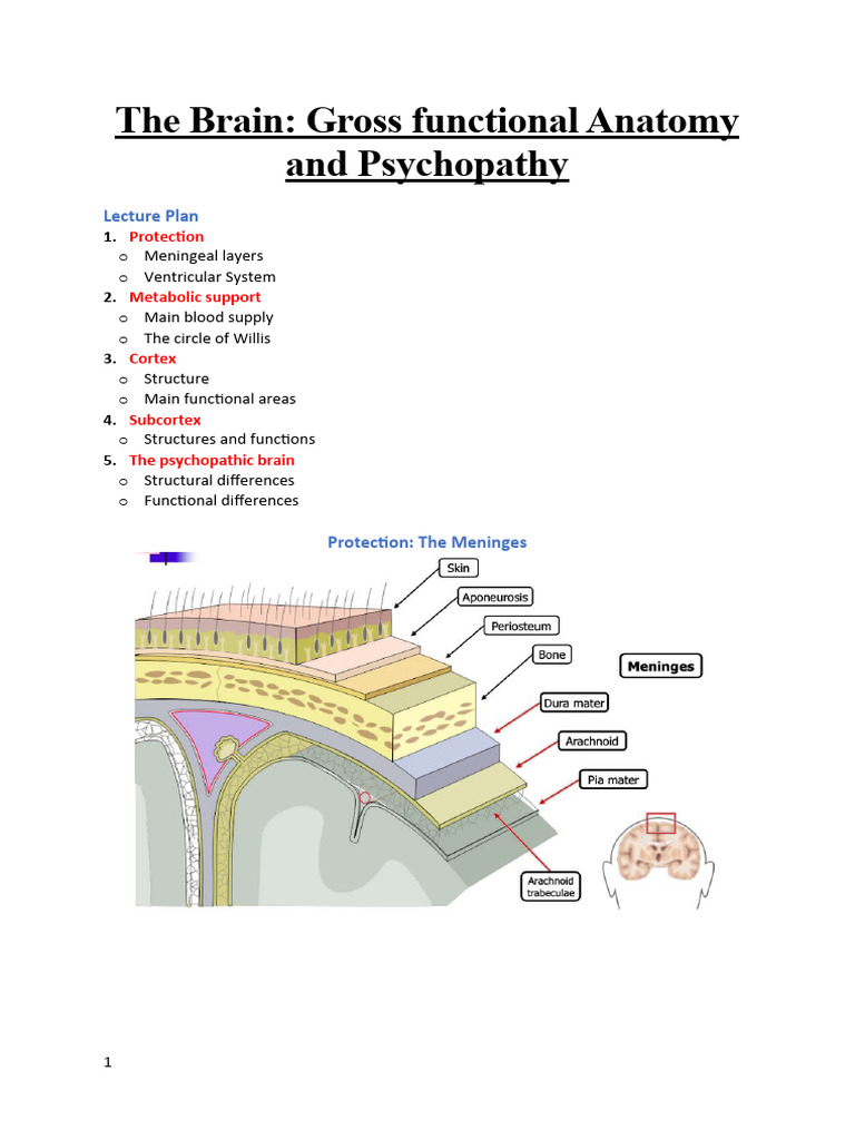 The Brain - Gross Functional Anatomy and Psychopathy (Lecture) | PDF ...