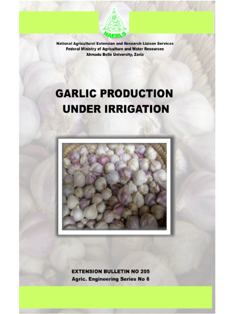 Garlic Production Under Irrigation | PDF | Irrigation | Garlic