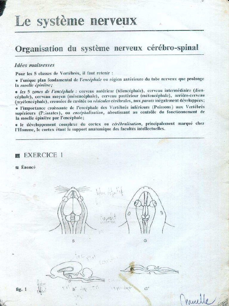 Exercices Corriges de SVT | PDF