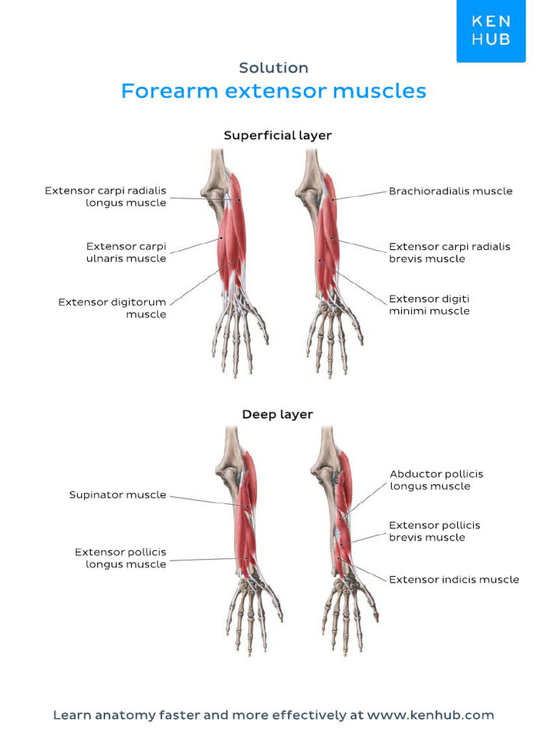 Worksheet Forearm Extensor Muscles Labeled | PDF | Musculoskeletal ...