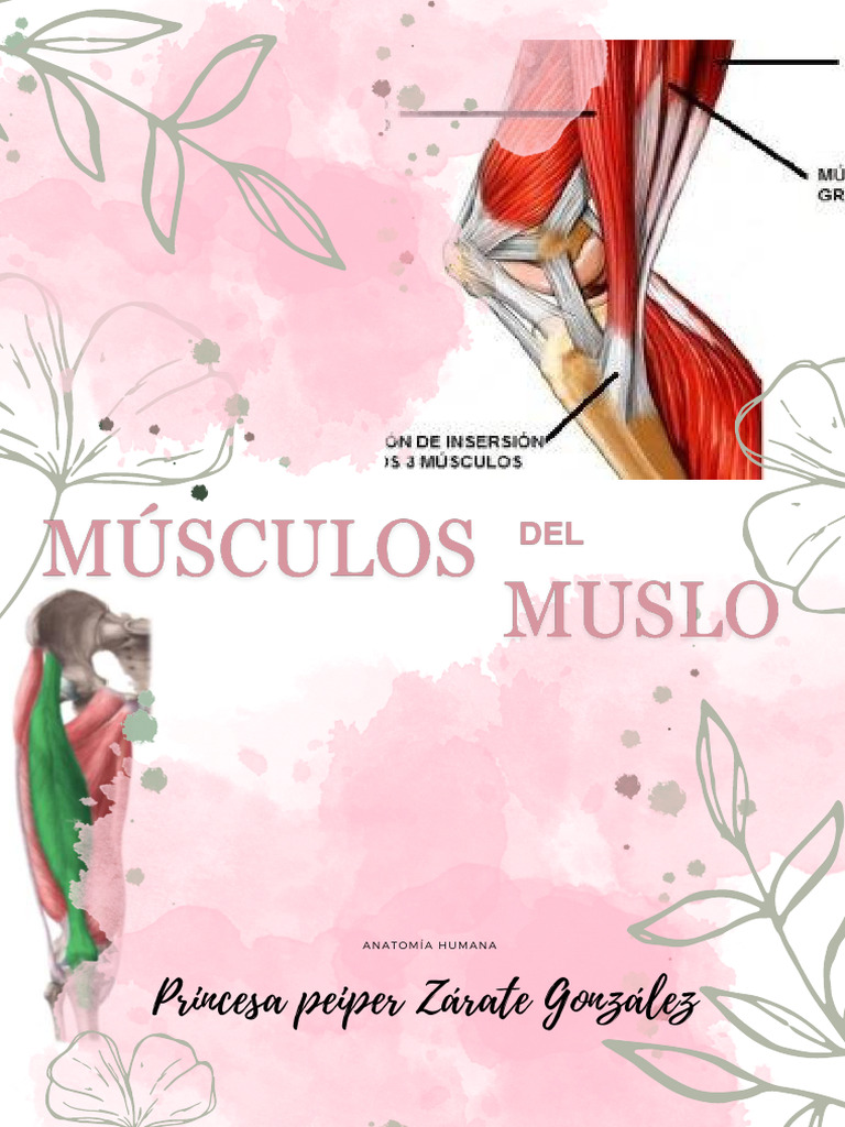 Anatomía de los Músculos del Muslo | PDF | Rodilla | Sistema ...