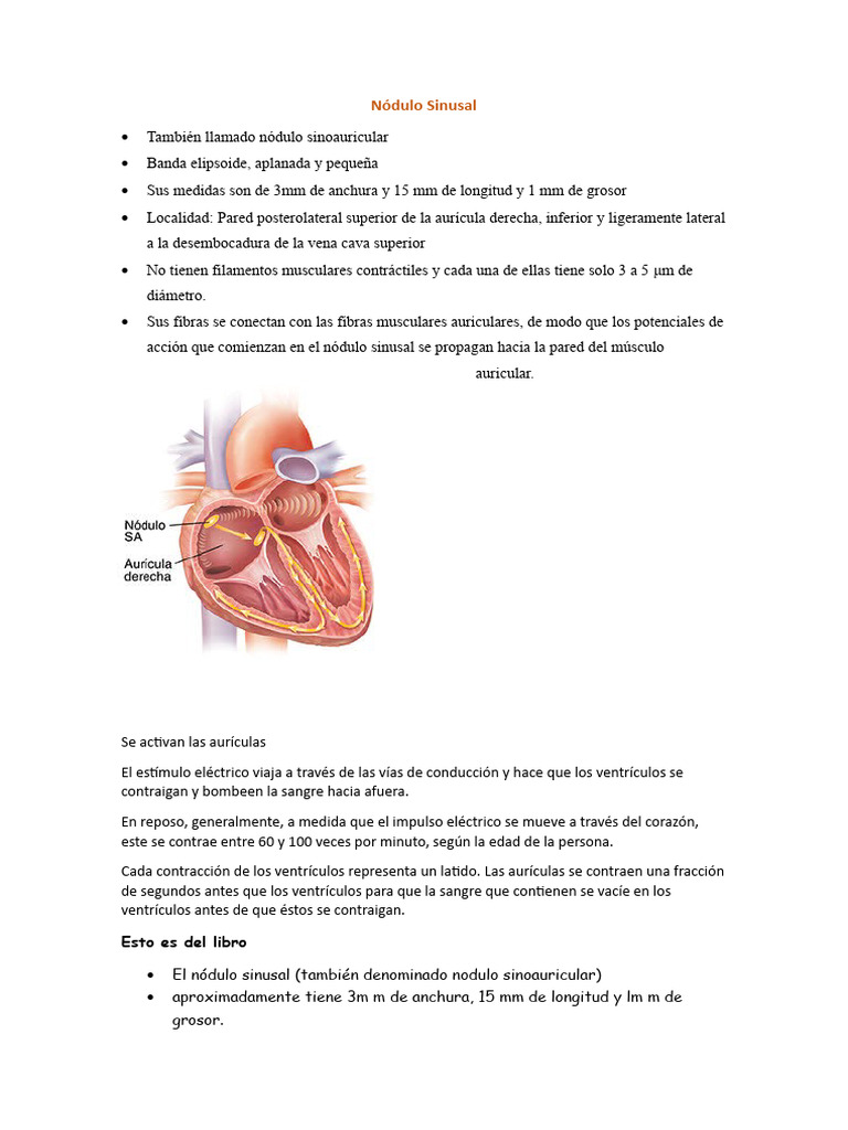 Nódulo Sinusal: Marcapasos del Corazón | PDF | Corazón | Músculo ...