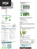 Plants Specialized Structures | PDF