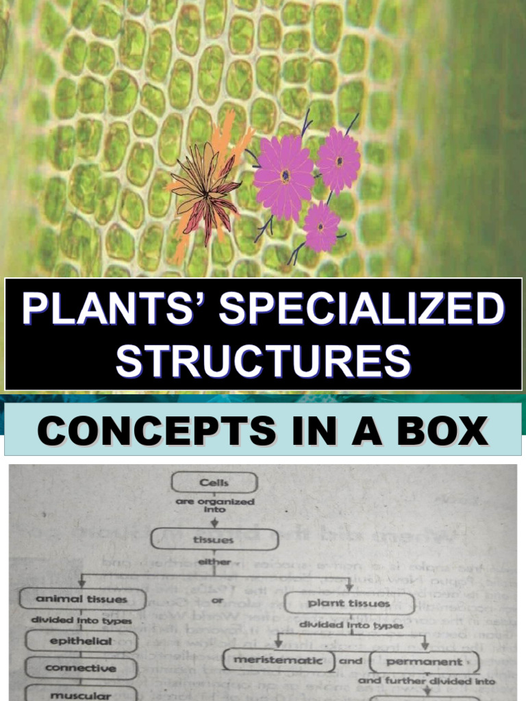 Specialized Structures in Plants | PDF