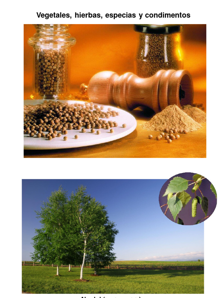 Vegetales, Hierbas, Especias y Condimentos | PDF | Cilantro ...