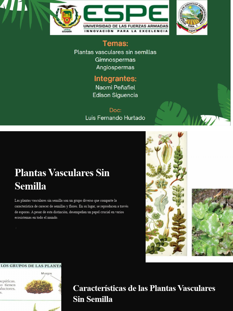 Plantas Vasculares Sin Semilla G7 Pdf 2262
