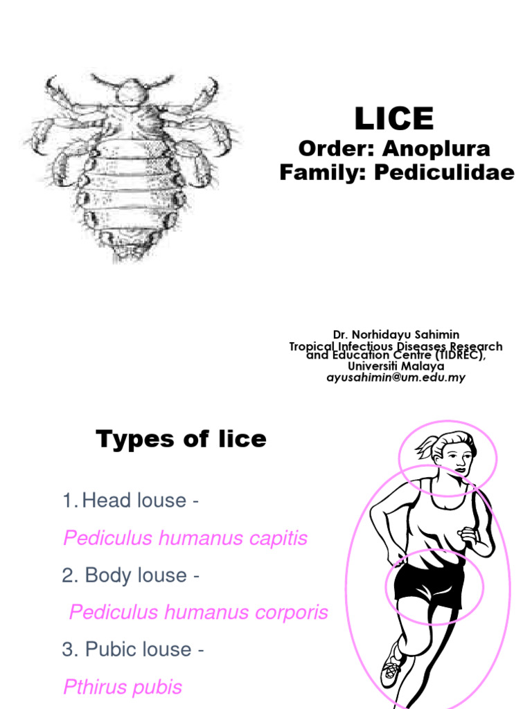 Lice | PDF | Parasitology