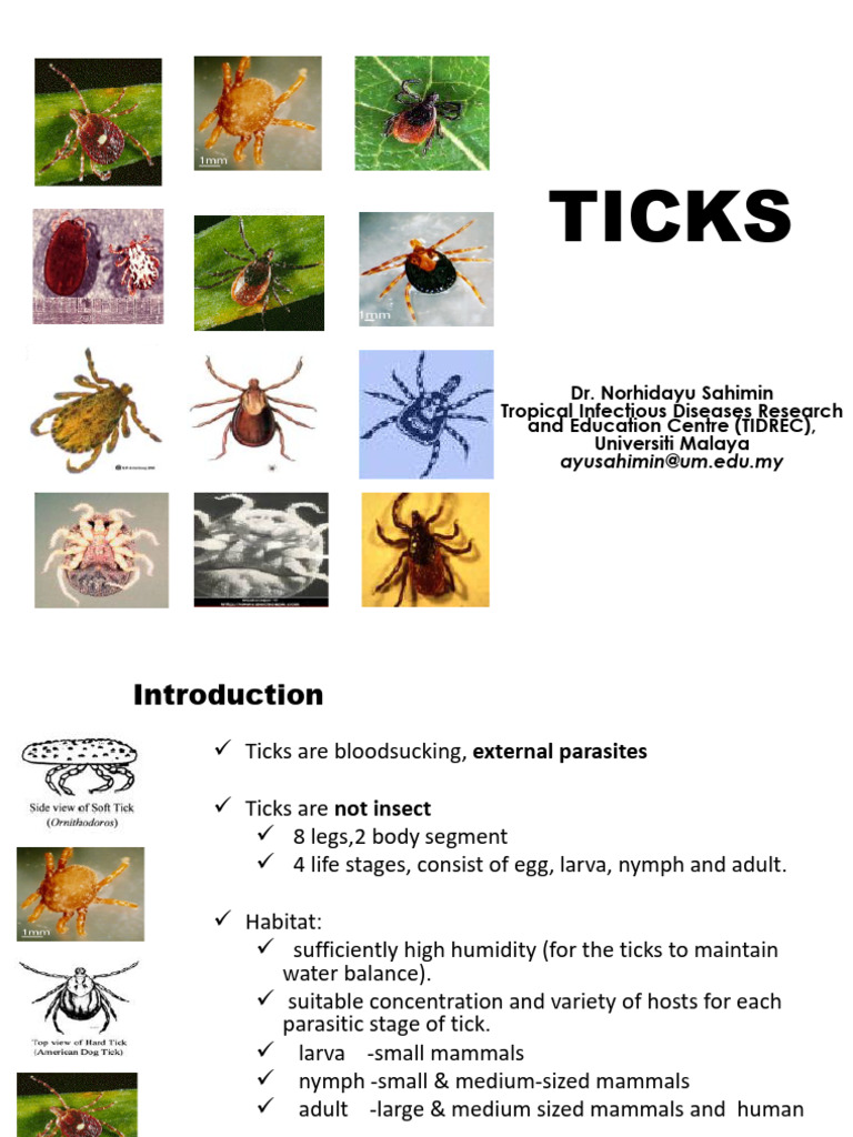 Tick Life Cycles & Characteristics | PDF