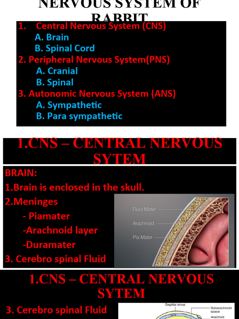 Nervous System of Rabbit | PDF | Central Nervous System | Nervous System