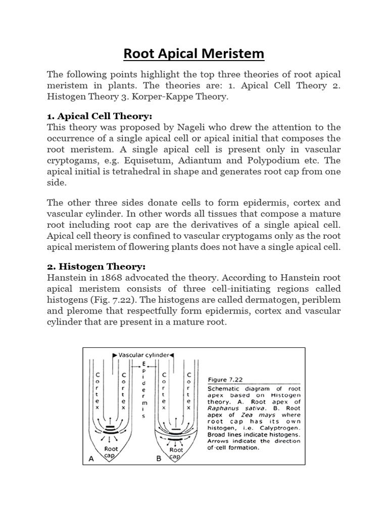 Root Apical Meristem Pdf Root Morphology Biology