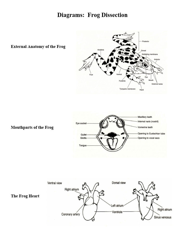 Labeled Diagram For Lab 19H - Frog Dissection | PDF