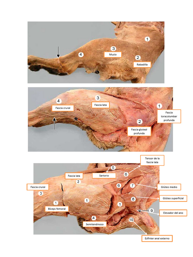 Pelviano | PDF | Nalgas | Anatomía del miembro inferior