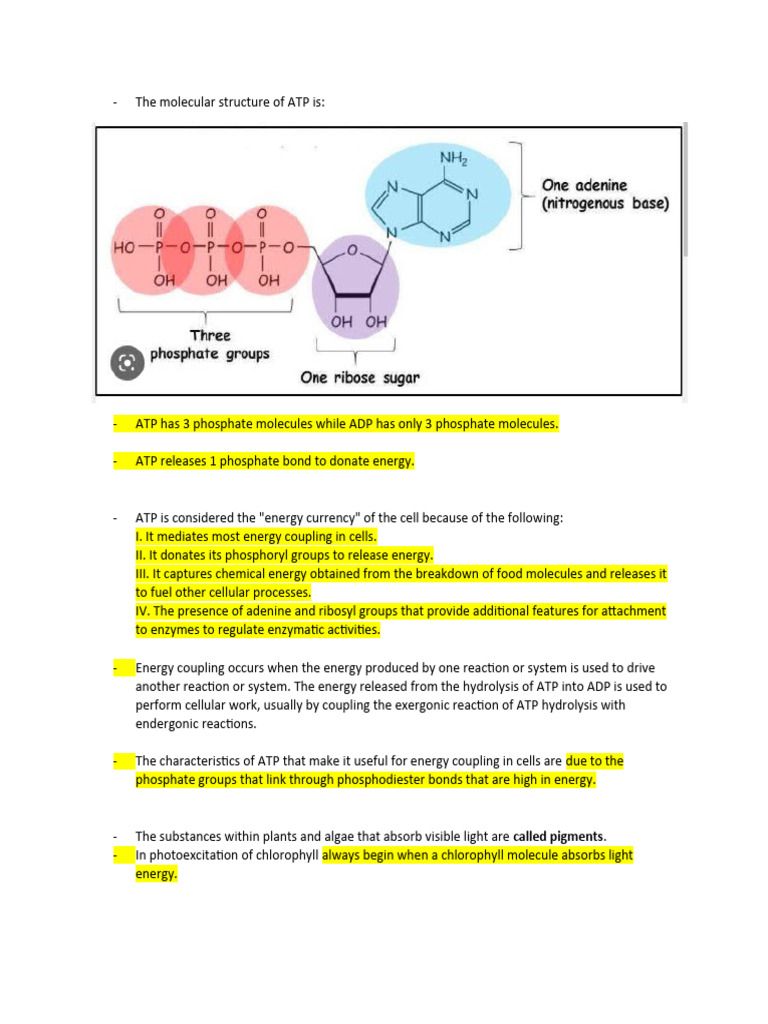 Reviewer-In-Gen Bio 1 - Q2 | PDF | Cellular Respiration | Adenosine ...