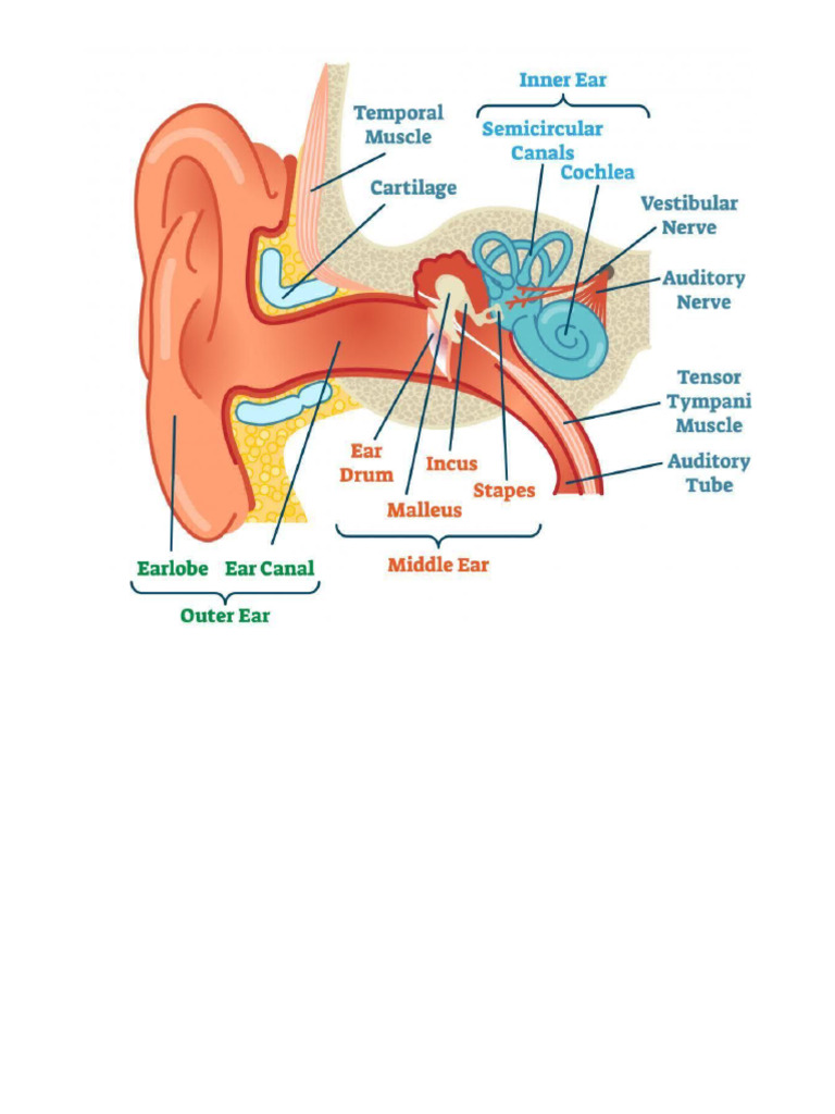 Ear Structure Advance | PDF