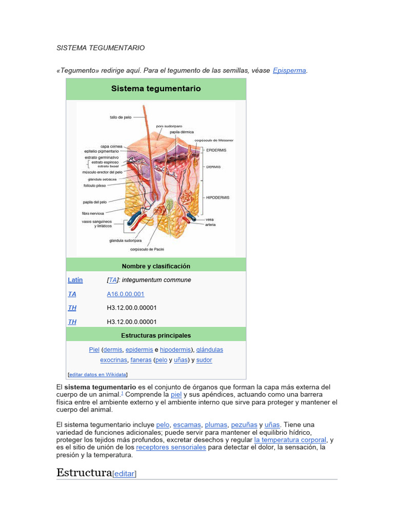 SISTEMA TEGUMENTARIO | PDF | Sistema tegumentario | Piel