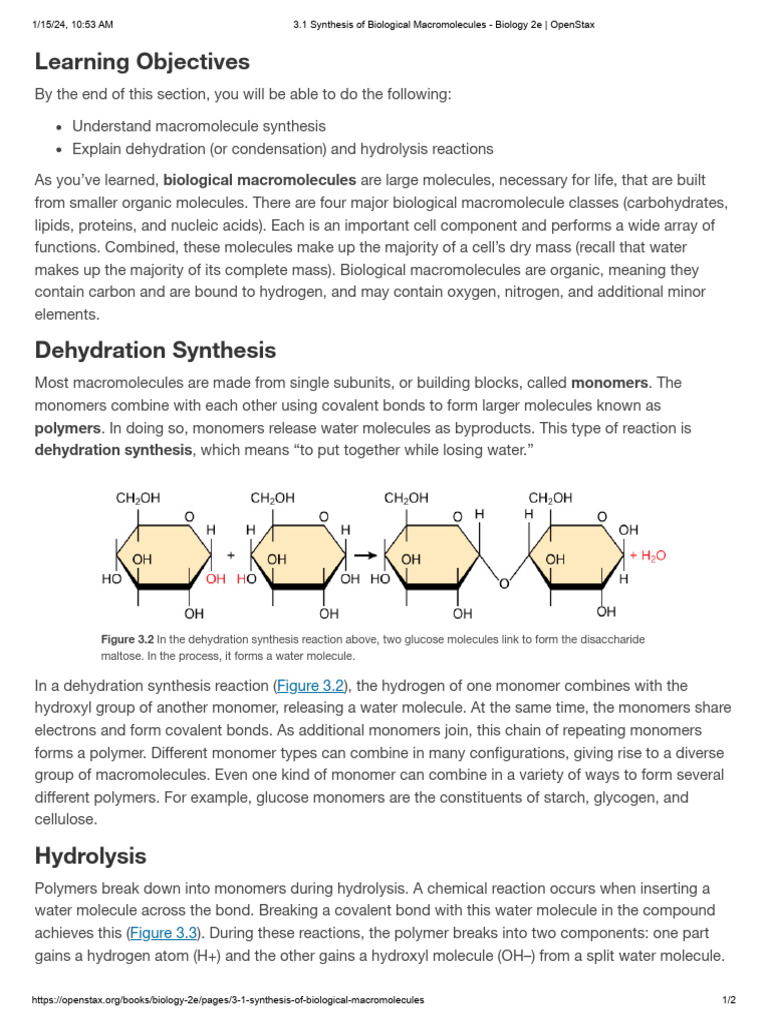 Macromolecule Synthesis Explained | PDF | Hydrolysis | Macromolecules