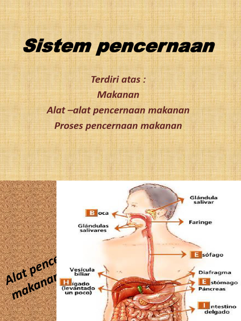 Sistem Pencernaan Manusia | PDF