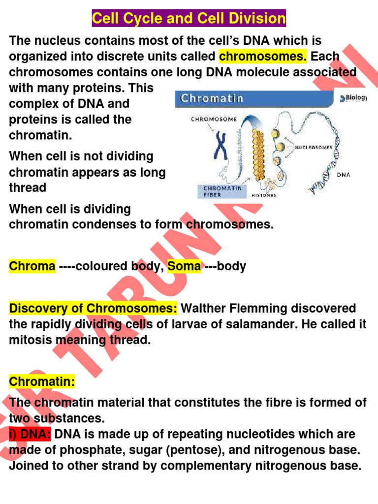 Bio One Shot 2023 | PDF | Dominance (Genetics) | Mitosis