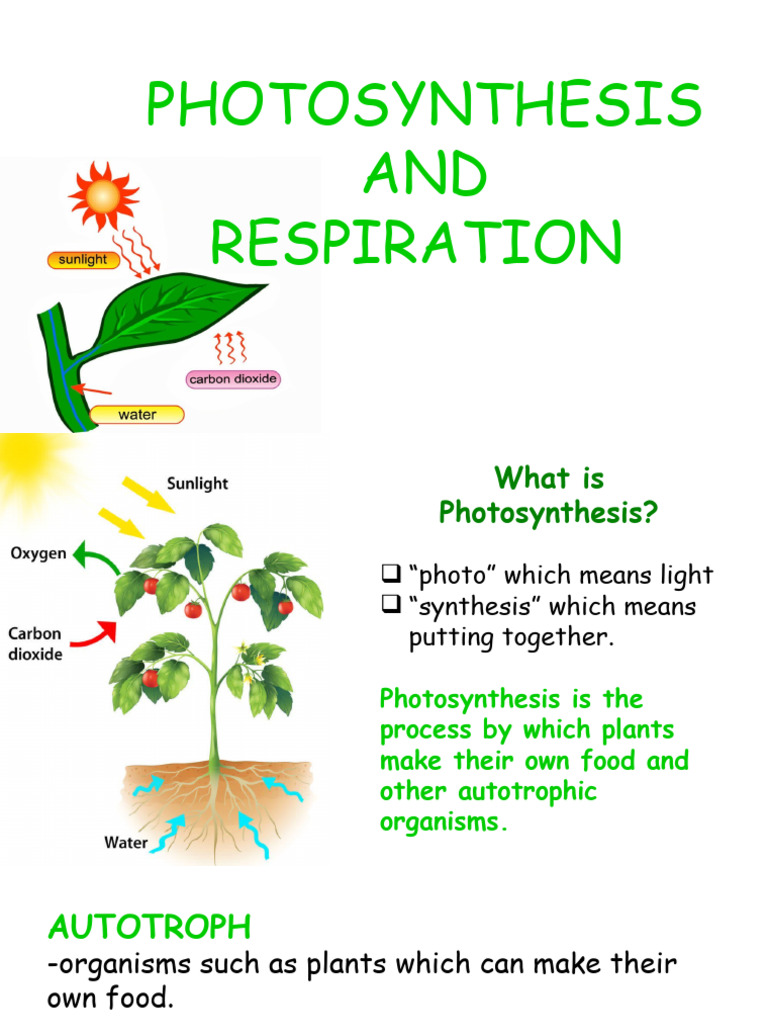 Photosynthesis | PDF