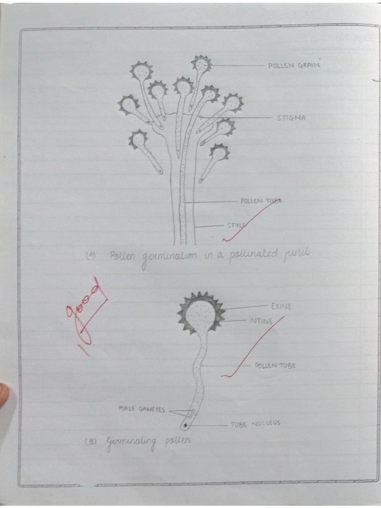 Bio Practical Pdf
