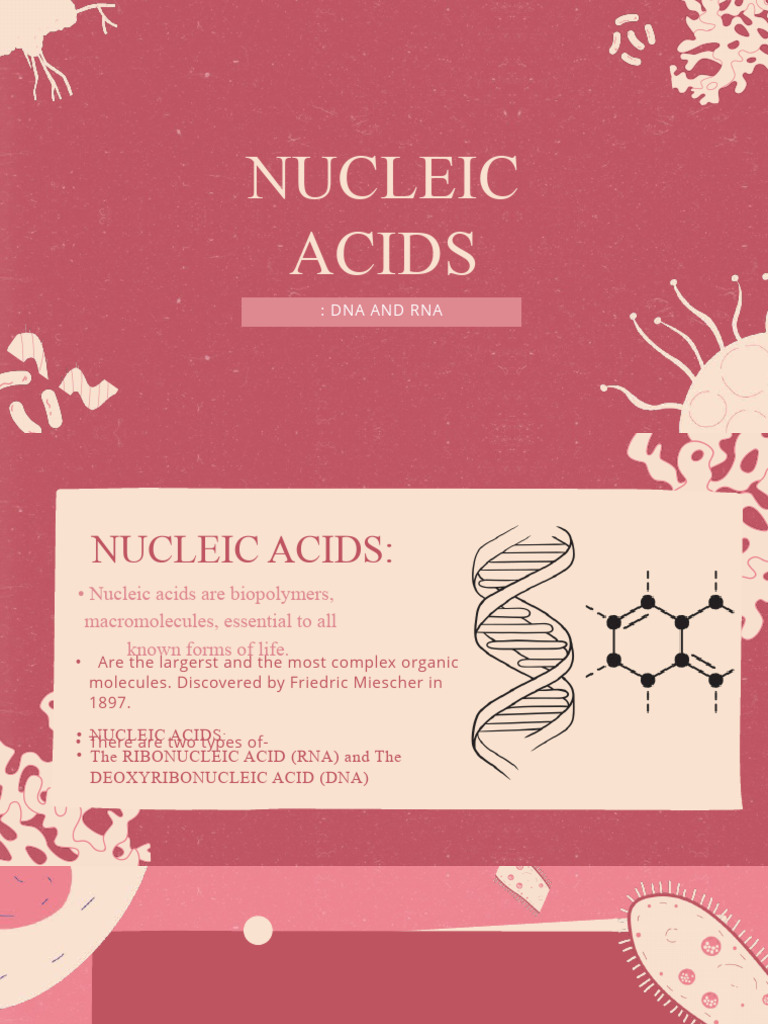DNA and RNA: Structure and Function | PDF | Nucleic Acids | Rna