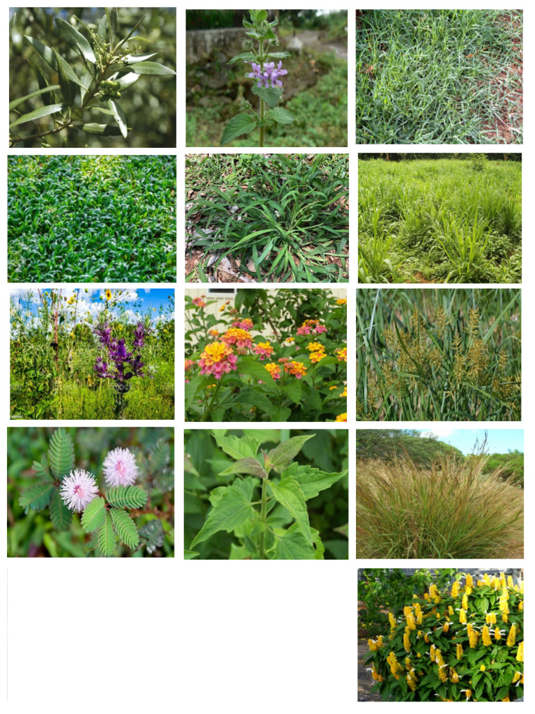 Weeds | PDF