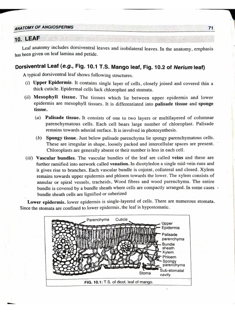 Leaf | PDF