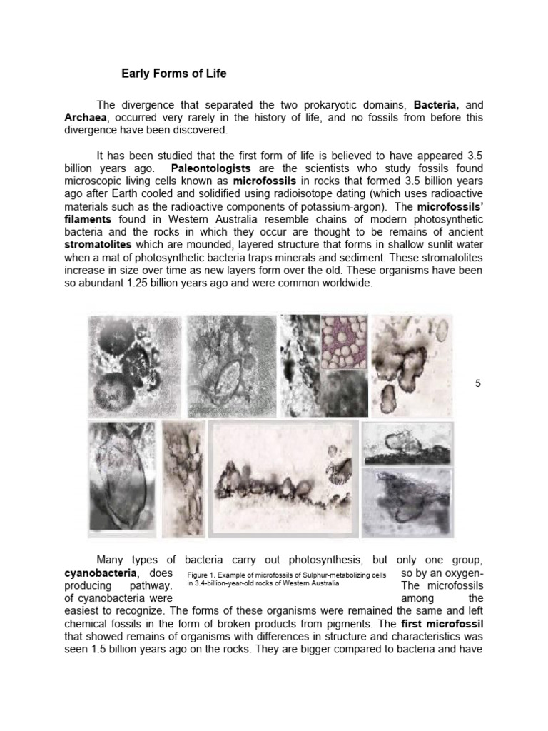 Early Forms of Life | PDF | Cell (Biology) | Eukaryotes