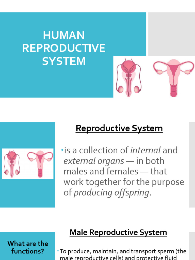 Human Reproductive System | PDF | Reproductive System | Testicle