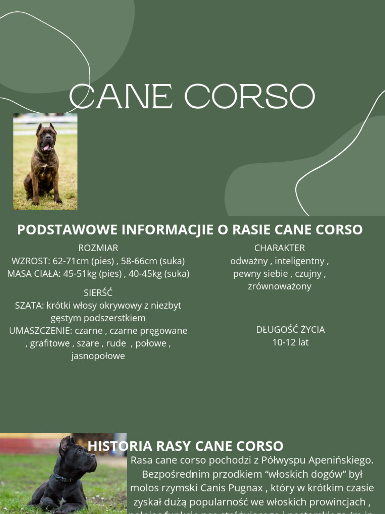 Cane Corso | PDF