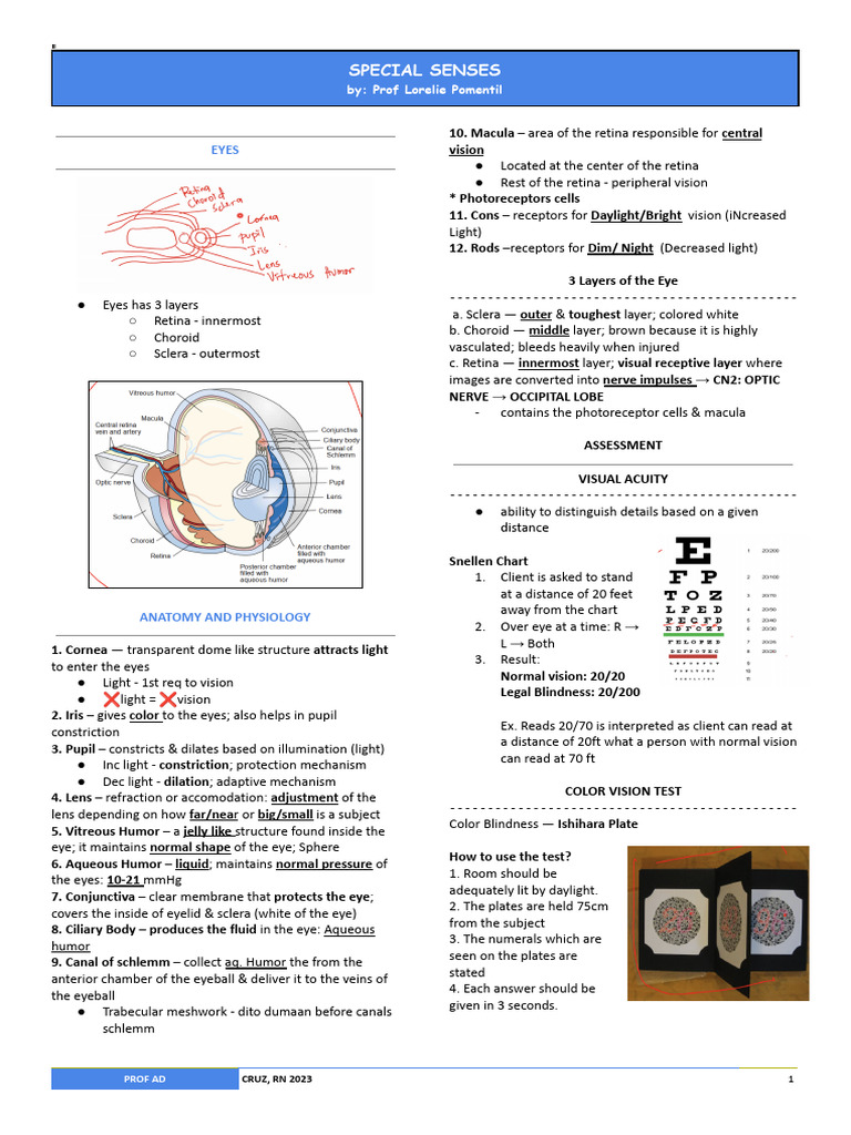 Special Senses: Eye Anatomy & Disorders | PDF | Glaucoma | Visual Acuity