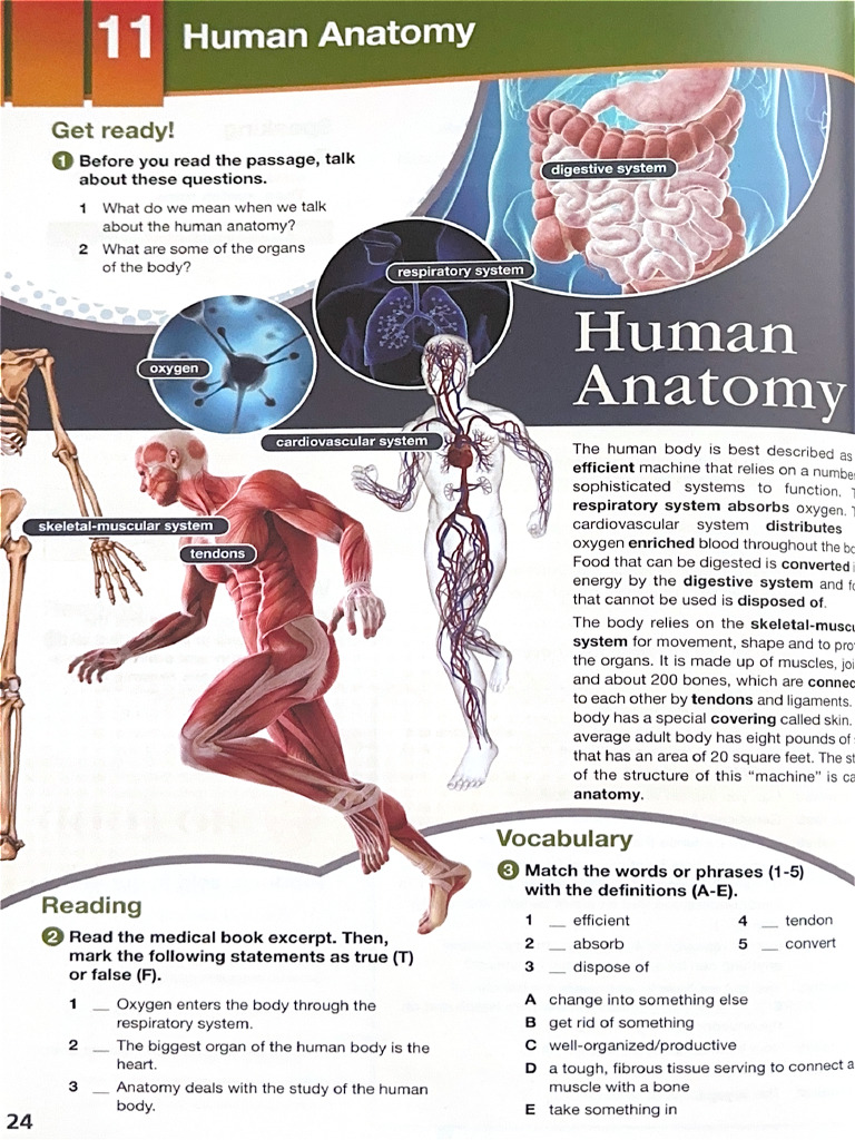 Human Anatomy | PDF