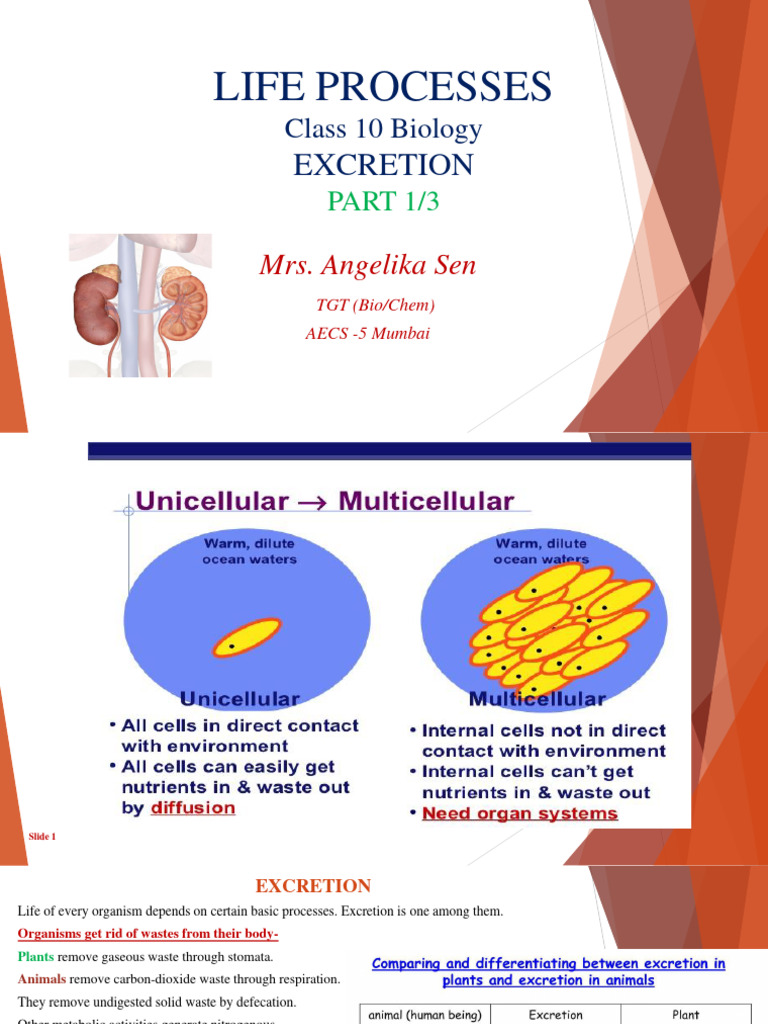X Life-Processes Excretion Module 1 of 3 | PDF | Excretion | Zoology