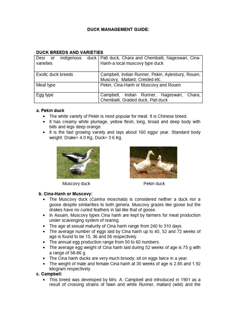 Duck Management Guide | PDF