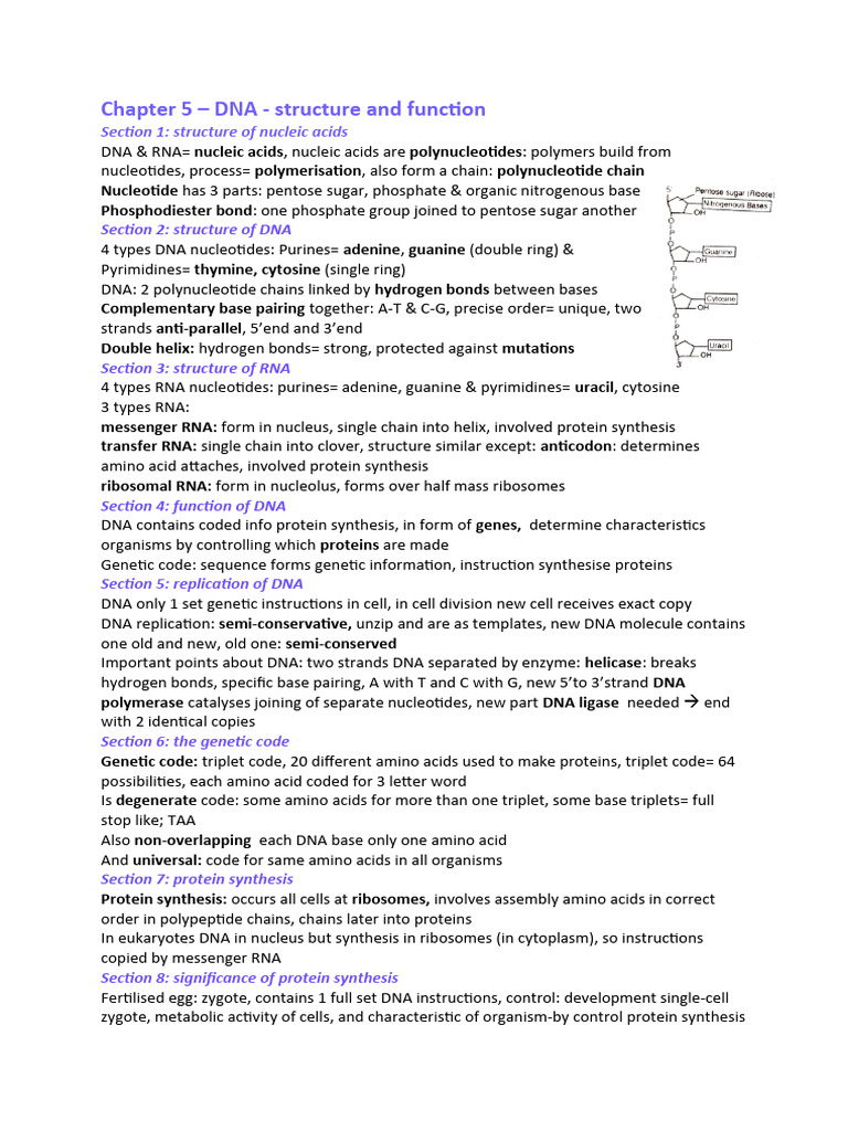 Chapter 5 - DNA | PDF | Translation (Biology) | Dna