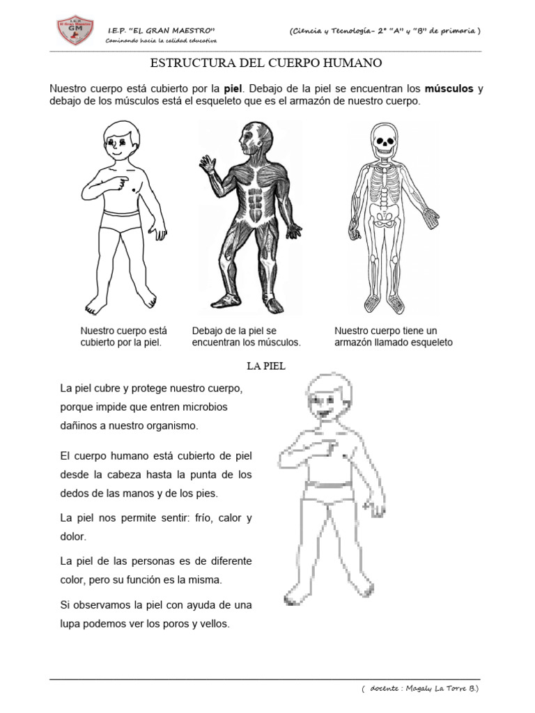 Estructura y Cuidado del Cuerpo Humano | PDF | Anatomía
