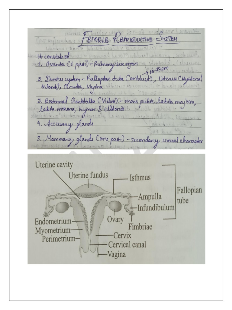 Female Reproductive System | PDF
