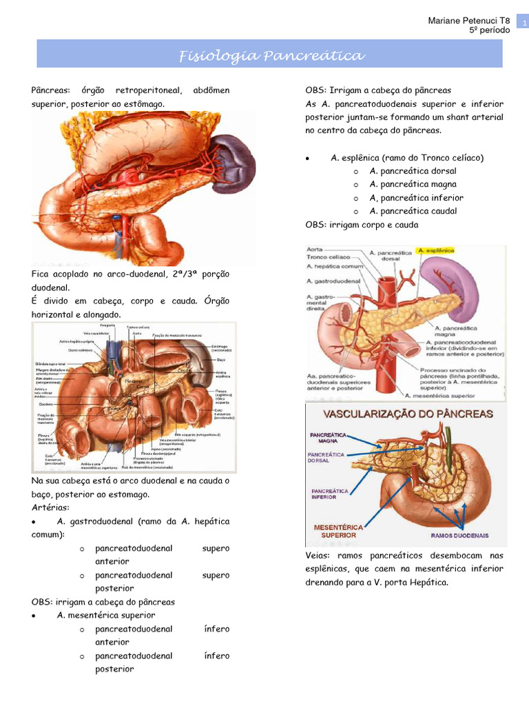 Anatomia e Fisiologia do Pâncreas | PDF | Pâncreas | Insulina