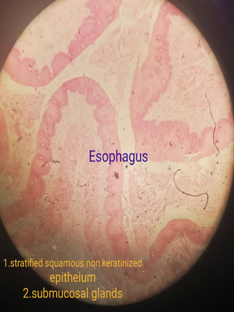 Histology GIT and Renal | PDF