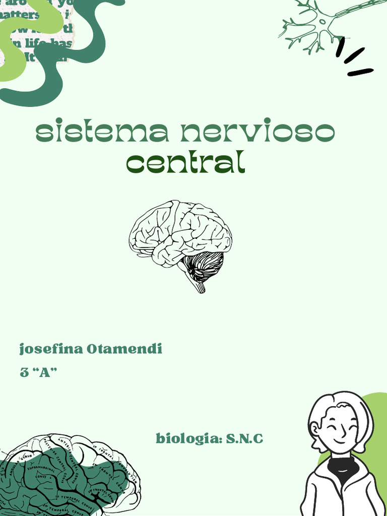Anatomía y Funciones del SNC | PDF | Sistema nervioso central | Cerebro