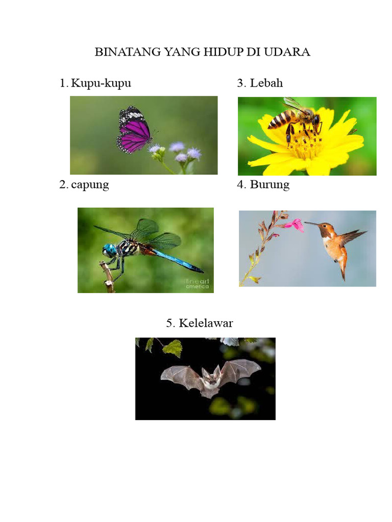 Binatang Yang Hidup Di Udara | PDF