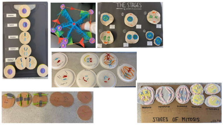 Mitosis Models | PDF