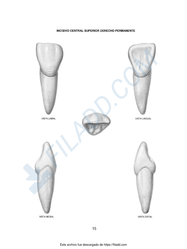 Atlas Anatomia Dental | PDF