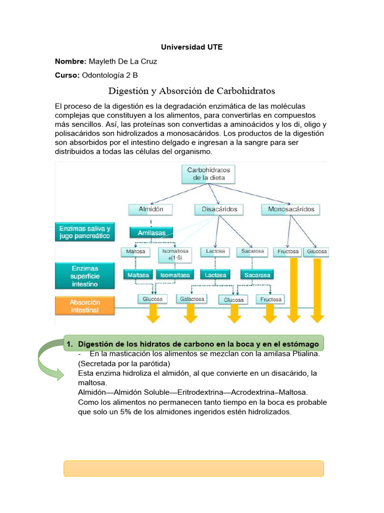 Digestión y Absorción de Carbohidratos | PDF | Digestión | Carbohidratos