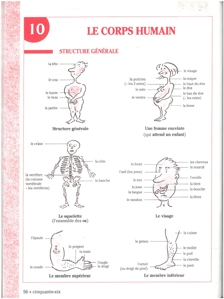 1-1.le Corps Humain | PDF