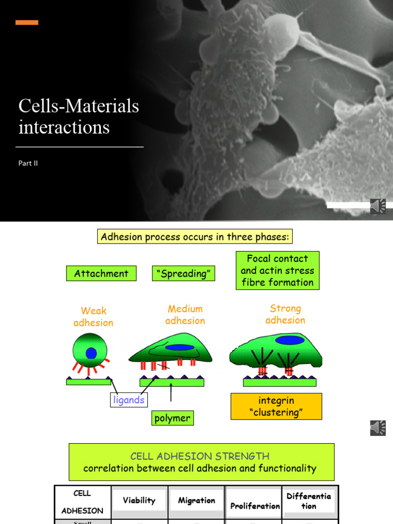 Cell Adhesion TE 2020 Part II | PDF | Cell Adhesion | Extracellular Matrix