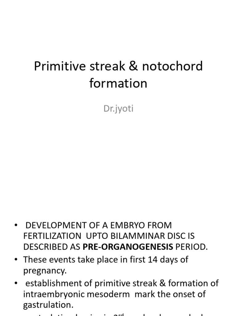 Primitive Streak Notochord Formation | PDF | Axon | Neuron