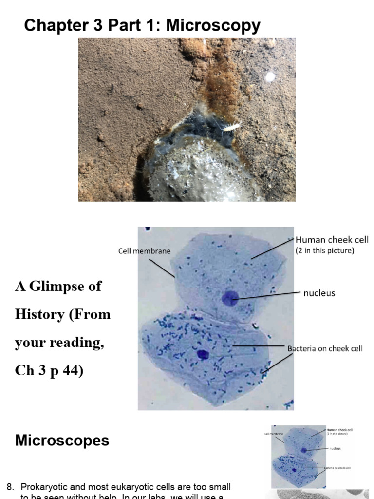 BIO 230 CH 3 I Microscopy - Tagged | PDF | Staining | Microscope